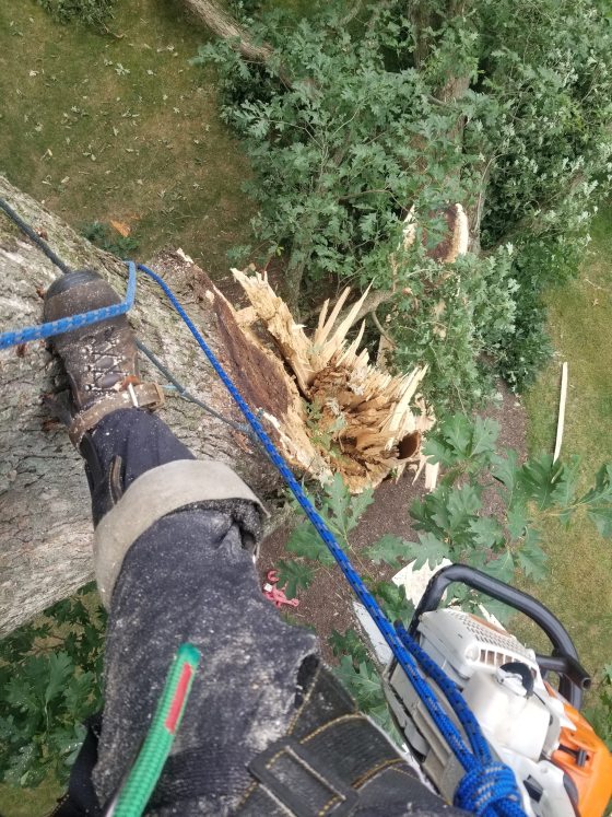 From Fallen Trees, An Uplifting Effort | Longwood Gardens